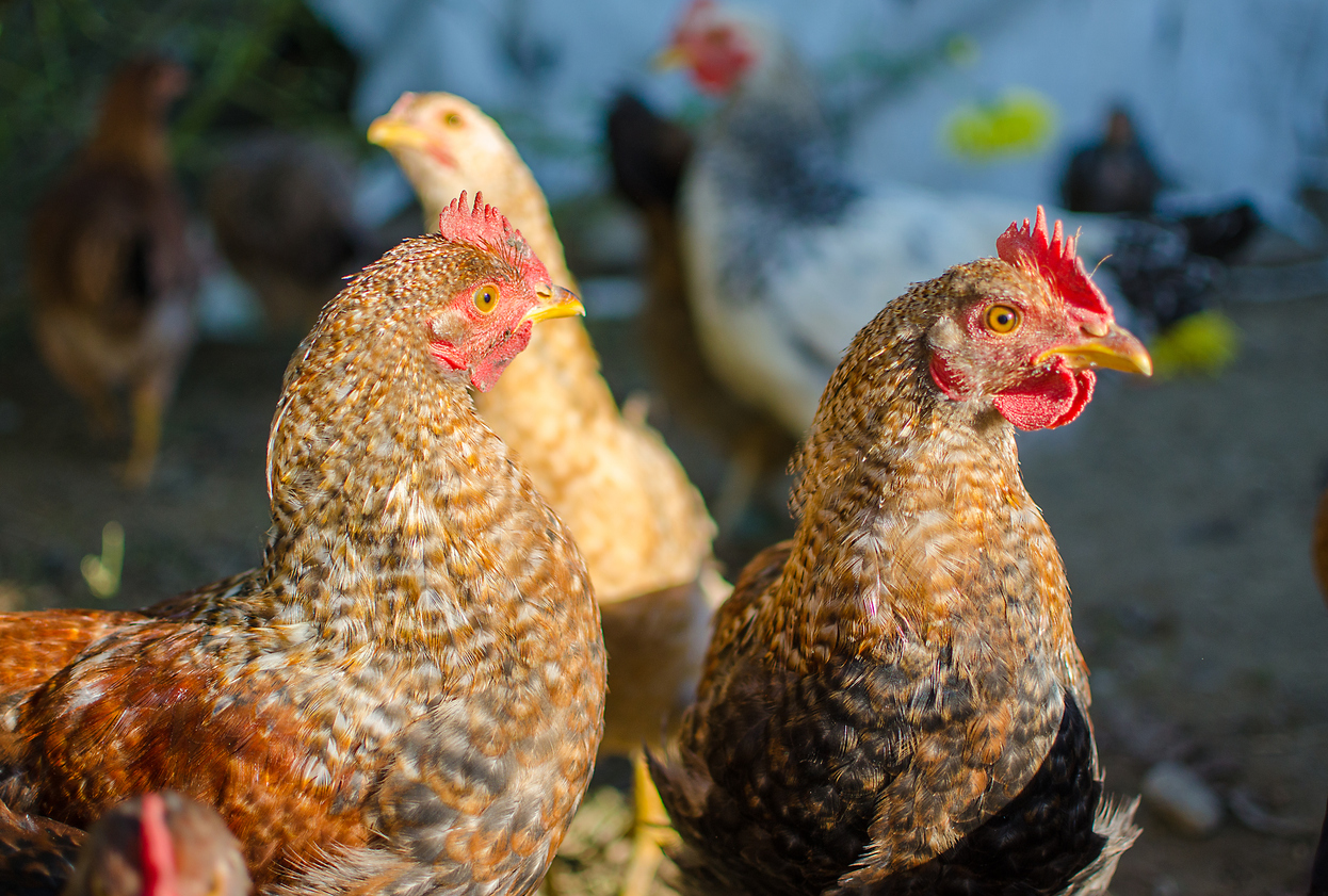 Formation poulets de chair | Créer et gérer un atelier d’élevage