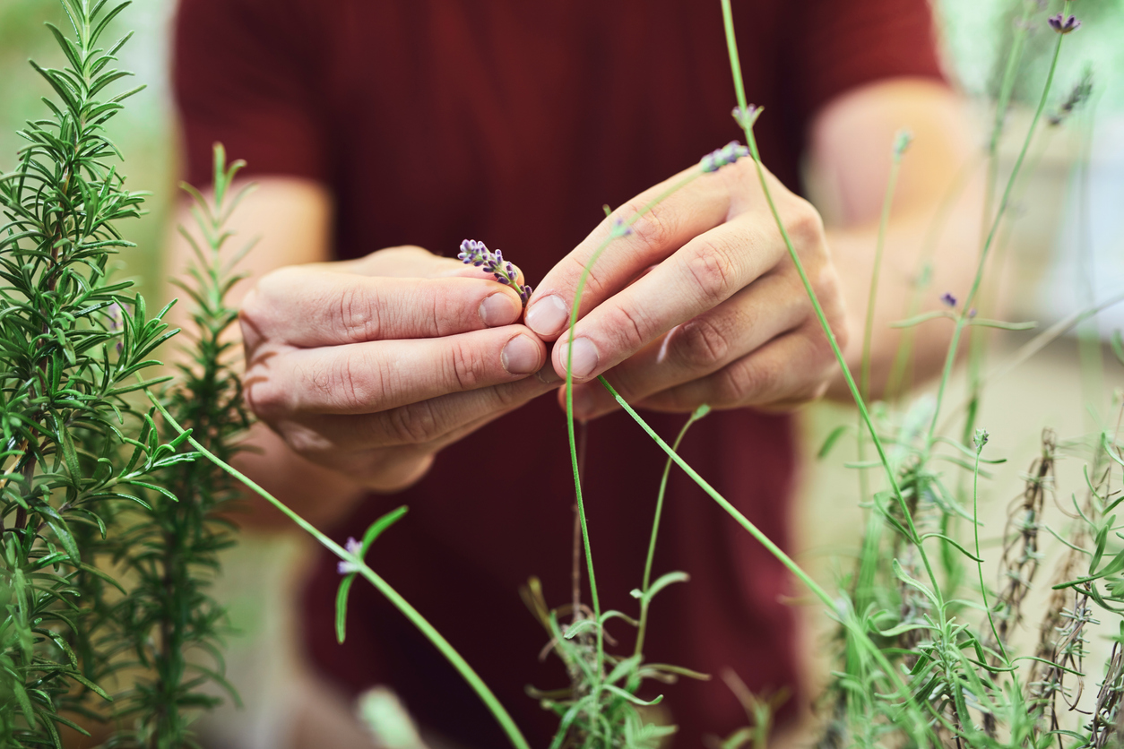 Formation Cueillette de plantes sauvages et aromatiques