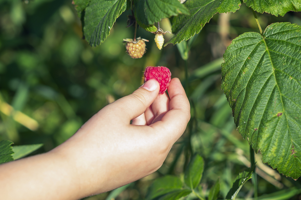 Formation culture petits fruits | Techniques et pratique